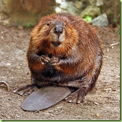 MOTUS A.D.: Just An Okie From Muskoka, Eh!